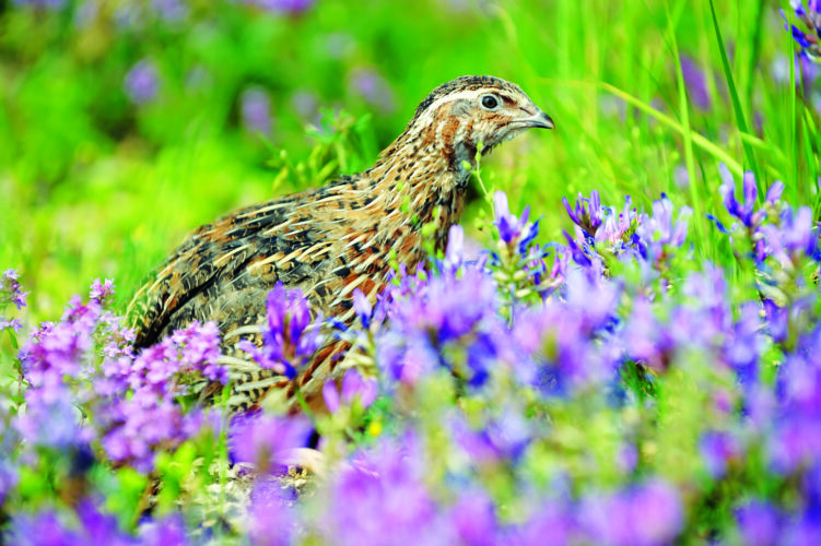 Small-Scale Backyard Quail – Mother Earth News